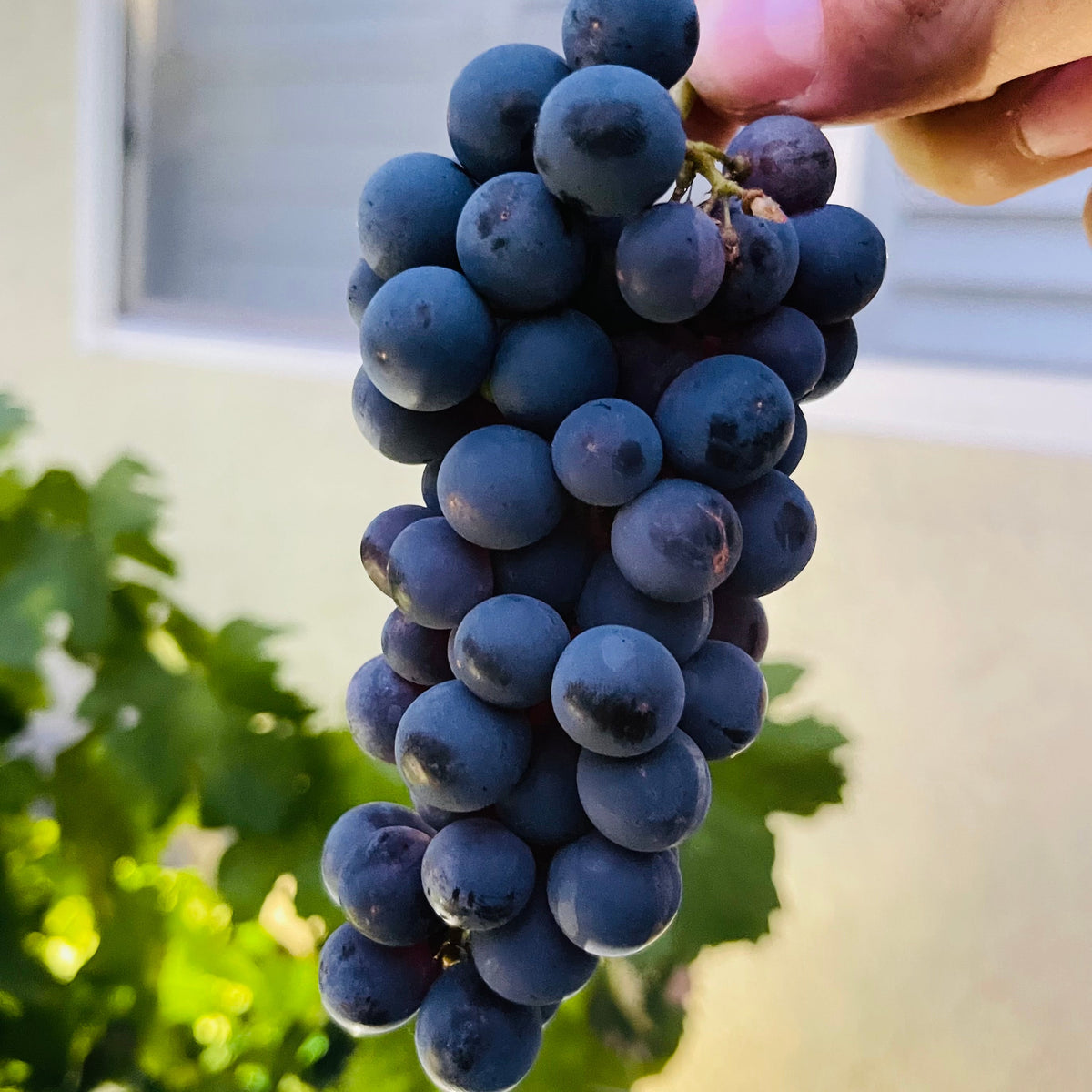 What Are Phenolic Levels in Natural Wine? How They Affect Taste, Textu ...